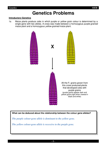 BioA_3.7.1 Genetics - Workbook & Answers | Teaching Resources