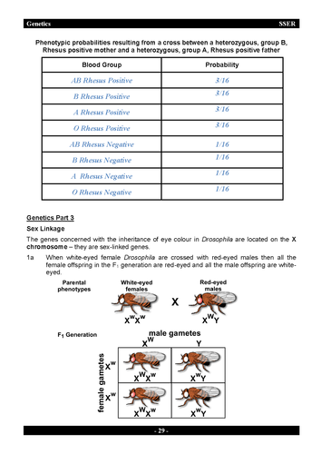 BioA_3.7.1 Genetics - Workbook & Answers | Teaching Resources