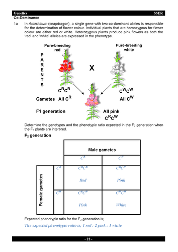 BioA_3.7.1 Genetics - Workbook & Answers | Teaching Resources