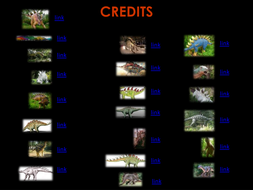 Dinosaur Bundle - PowerPoints | Teaching Resources