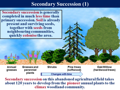 BioA_3.7.4 Ecology 4 - Succession | Teaching Resources