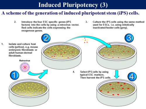 BioA_3.8.2.1 Cell Potency & Differentiation | Teaching Resources