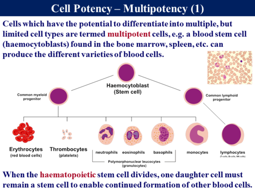 BioA_3.8.2.1 Cell Potency & Differentiation | Teaching Resources