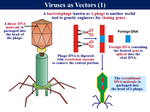 3.8.4.1 Recombinant DNA Technology - 1 (Genetic Engineering) Vectors ...