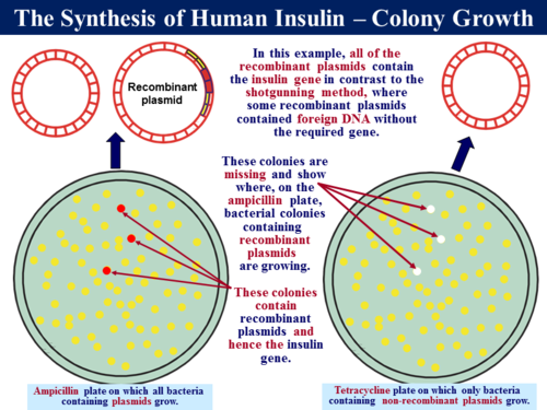 BioA_3.8.4.1 Recombinant DNA Technology - 2 (Genetic Engineering ...