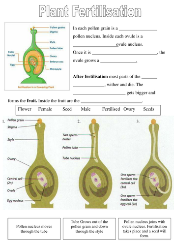 Pollination and Fertilisation | Teaching Resources