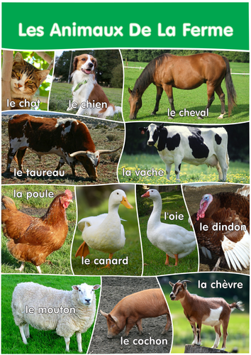 12 Farm Animals Poster- A3 size - French Version. | Teaching Resources