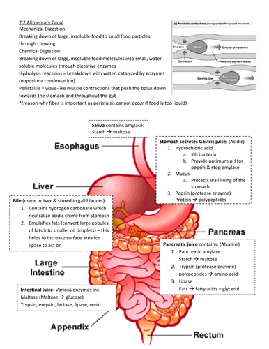 IGCSE Biology: Chapter 7 - Animal Nutrition | Teaching Resources