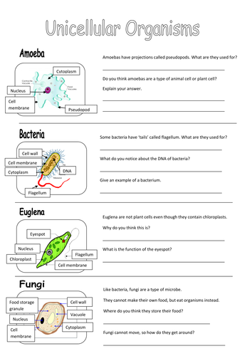Unicellular organisms | Teaching Resources