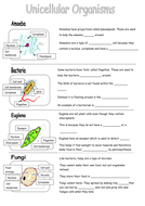 Unicellular organisms | Teaching Resources
