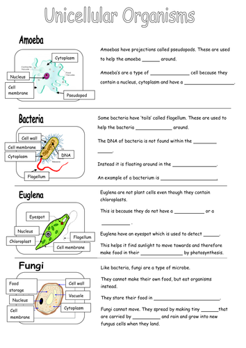 Unicellular organisms | Teaching Resources