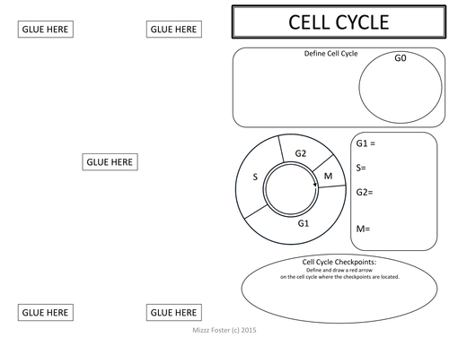 Cell Cycle, Mitosis & Meiosis Graphic Organizer Foldout Foldables ...