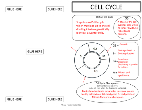 Cell Cycle, Mitosis & Meiosis Graphic Organizer Foldout Foldables ...
