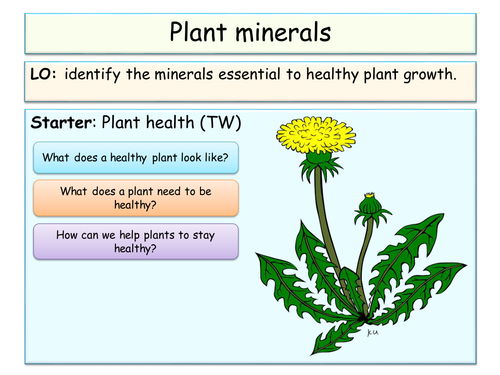 NEW Year 8 Plants SOL | Teaching Resources