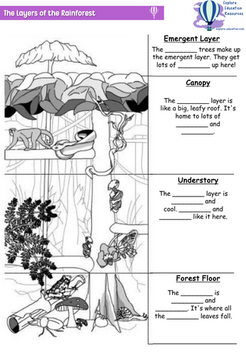 Layers of the Rainforest - KS2 Geography Lesson | Teaching Resources