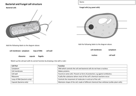 Bacteria & Yeast cells - NEW GCSE | Teaching Resources