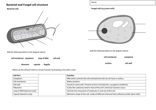 Bacteria & Yeast cells - NEW GCSE | Teaching Resources