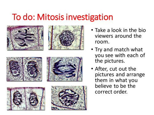 Chromosomes & Mitosis - NEW GCSE | Teaching Resources