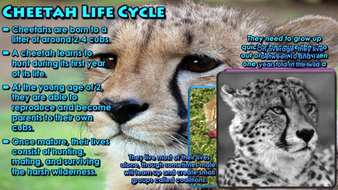 Cheetahs - PowerPoint & Activities by RyanNygrenRKN - Teaching ...