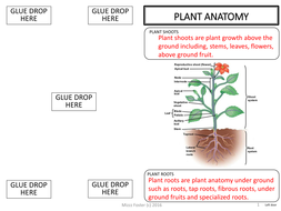 Plants Adaptations, Tropisms, Hormones Graphic Organizer Foldable ...