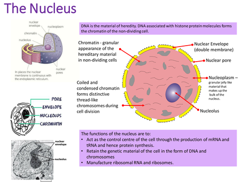 Eukaryotic cell structure - NEW A LEVEL | Teaching Resources