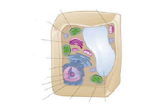 Eukaryotic cell structure - NEW A LEVEL | Teaching Resources