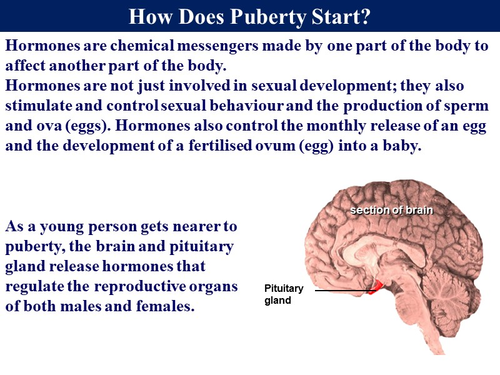 Child Development 3.3 - Development - Puberty | Teaching Resources