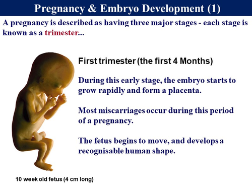 Child Development 4.3 - Reproduction - Pregnancy | Teaching Resources