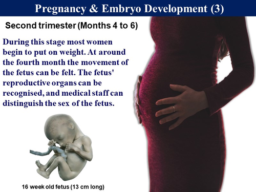 Child Development 4.3 - Reproduction - Pregnancy | Teaching Resources