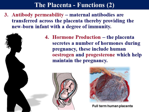 Child Development 4.3 - Reproduction - Pregnancy | Teaching Resources