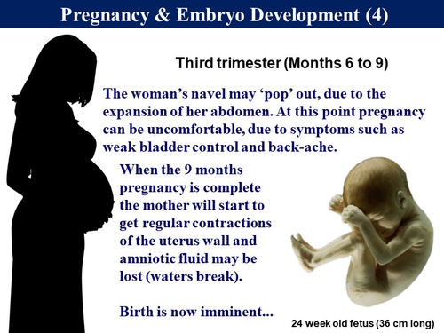 Child Development 4.3 - Reproduction - Pregnancy | Teaching Resources