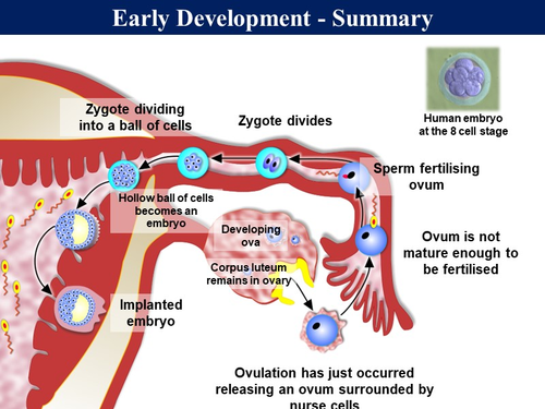 Child Development 4.3 - Reproduction - Pregnancy | Teaching Resources