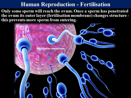 Child Development 4.4 - Reproduction - Systems & Conception | Teaching ...