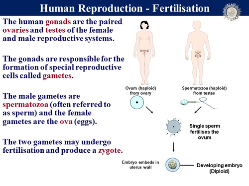 Child Development 4.4 - Reproduction - Systems & Conception | Teaching ...