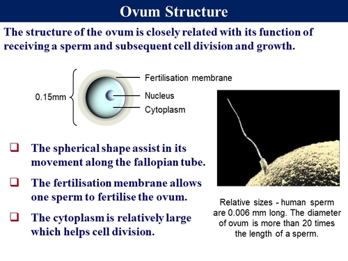 Child Development 4.4 - Reproduction - Systems & Conception | Teaching ...