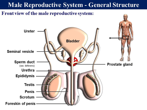 Child Development 4.4 - Reproduction - Systems & Conception | Teaching ...
