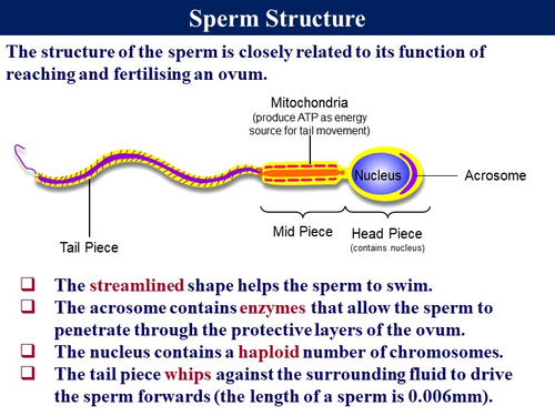 Child Development 4.4 - Reproduction - Systems & Conception | Teaching ...