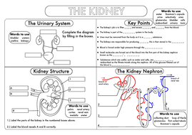 GCSE Biology: Kidney Structure and Function Worksheet UPDATED by ...