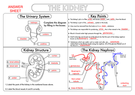 GCSE Biology: Kidney Structure and Function Worksheet UPDATED ...