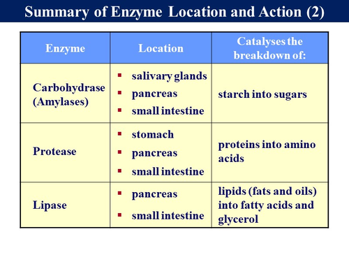 Food_2.1 Digestion - Enzymes (Chemical Digestion) | Teaching Resources