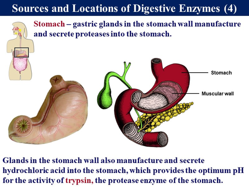 Food_2.1 Digestion - Enzymes (Chemical Digestion) | Teaching Resources