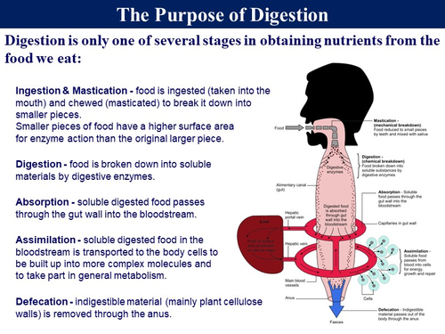 Food_2.2 Digestion - Physical Process & Absorption | Teaching Resources
