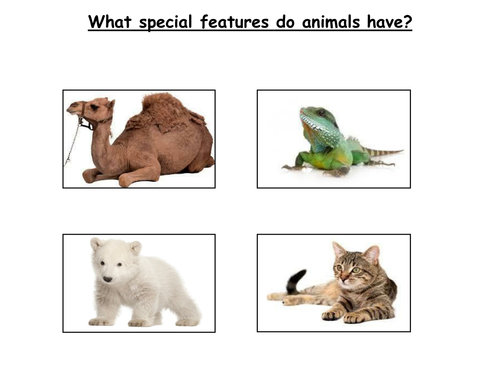 Lesson 4 Animal Adaptation | Teaching Resources