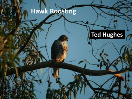 WJEC Eduqas Literature Poetry - 'Hawk Roosting', by Ted Hughes ...