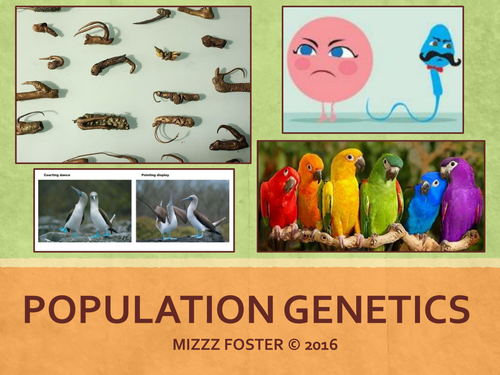 Population Genetics Bundle: Power Point and Graphic Organizer for INB ...