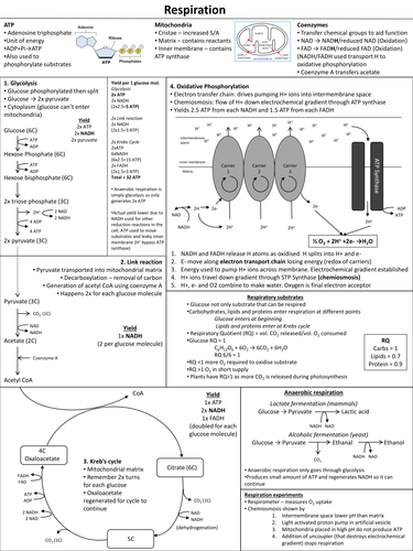 Respiration revision sheet | Teaching Resources