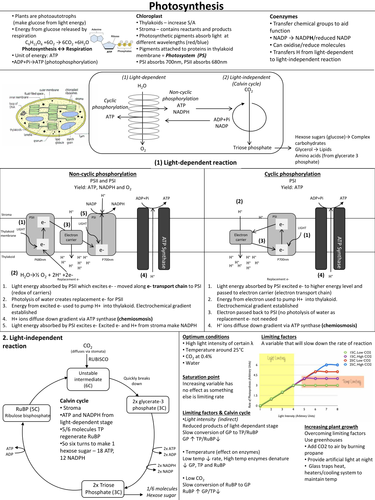 Photosynthesis Revision Sheet | Teaching Resources