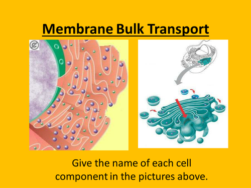 Cell Membrane Transport | Teaching Resources