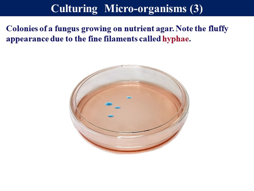 BioA_6.1.1 Culturing Microbes | Teaching Resources