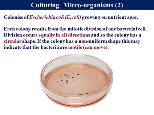 BioA_6.1.1 Culturing Microbes | Teaching Resources